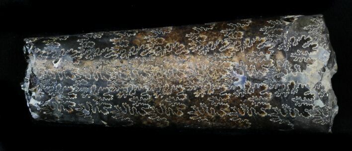 2.8" Baculites Section With Great Sutures - South Dakota (#33884) For ...