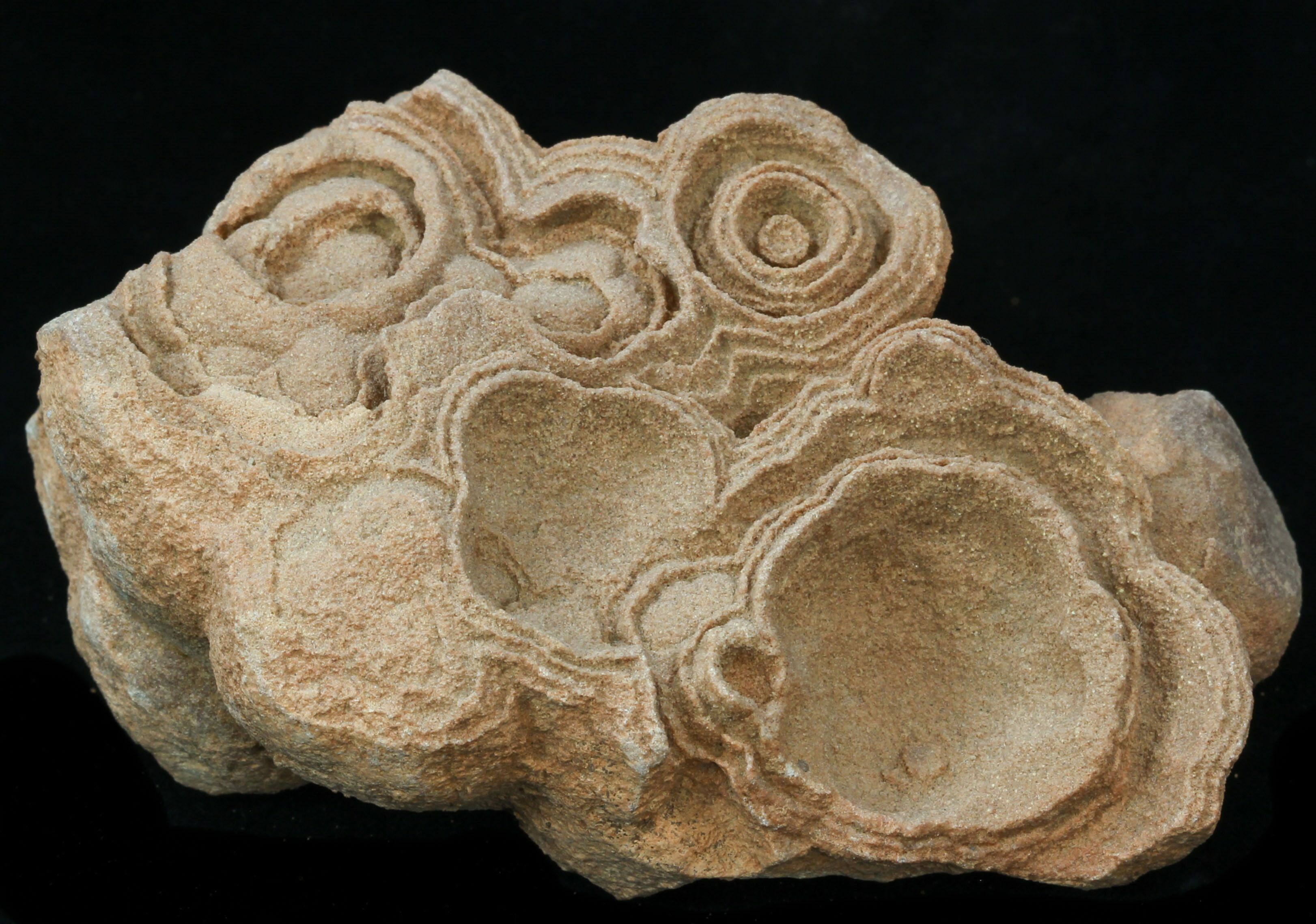 3.8" Flower-Like Sandstone Concretion - Pseudo Stromatolite For Sale ...