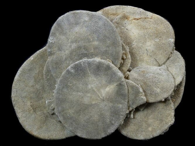 3.9" Fossil Sand Dollar (Dendraster) Cluster - California (#34349) For ...