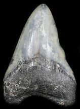 Megalodon Teeth For Sale - FossilEra.com