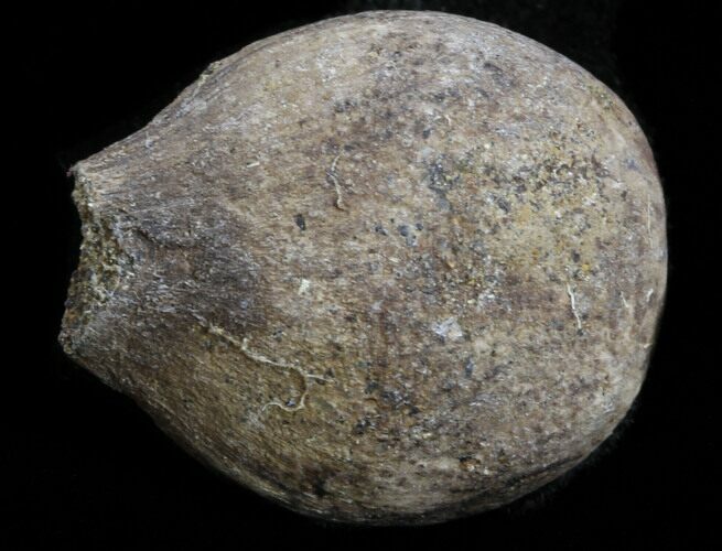 Cretaceous Palm Fruit Fossil - Hell Creek Formation (#34522) For Sale ...