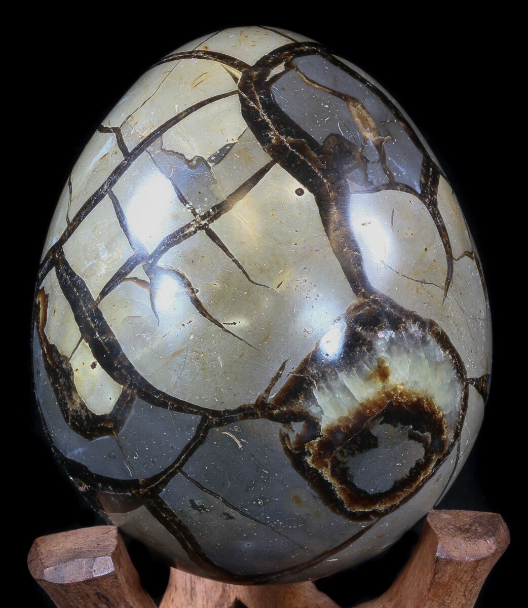 4.7" Septarian Geode - Shiny Black Crystals For Sale (#34719 ...