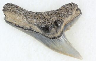 Galeocerdo (Tiger Shark) Fossil Tooth For Sale - FossilEra.com