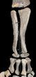 67" Mounted Diplodocus Front Leg - Awesome Display (#35167) For Sale ...