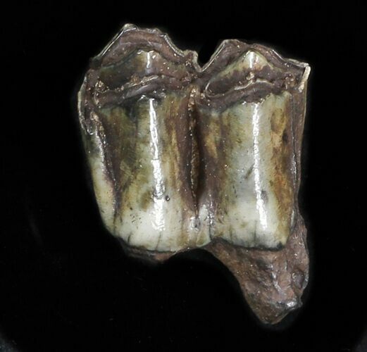 Pleistocene Camel Tooth - Florida (#35399) For Sale - FossilEra.com