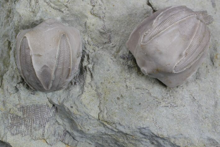 Large Blastoid (Pentremites) Fossils - Illinois (#36023) For Sale ...