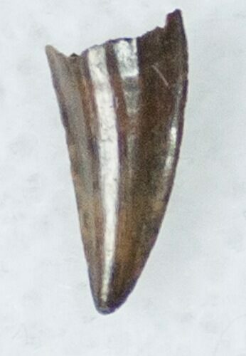 .27" Acheroraptor Tooth - Richardoestesia Characteristics (#12284) For ...
