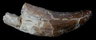 Mammal Fossils For Sale - FossilEra.com