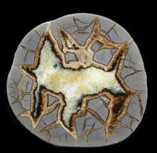 Septarian For Sale - FossilEra.com