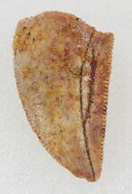 Dinosaur Teeth For Sale - FossilEra.com