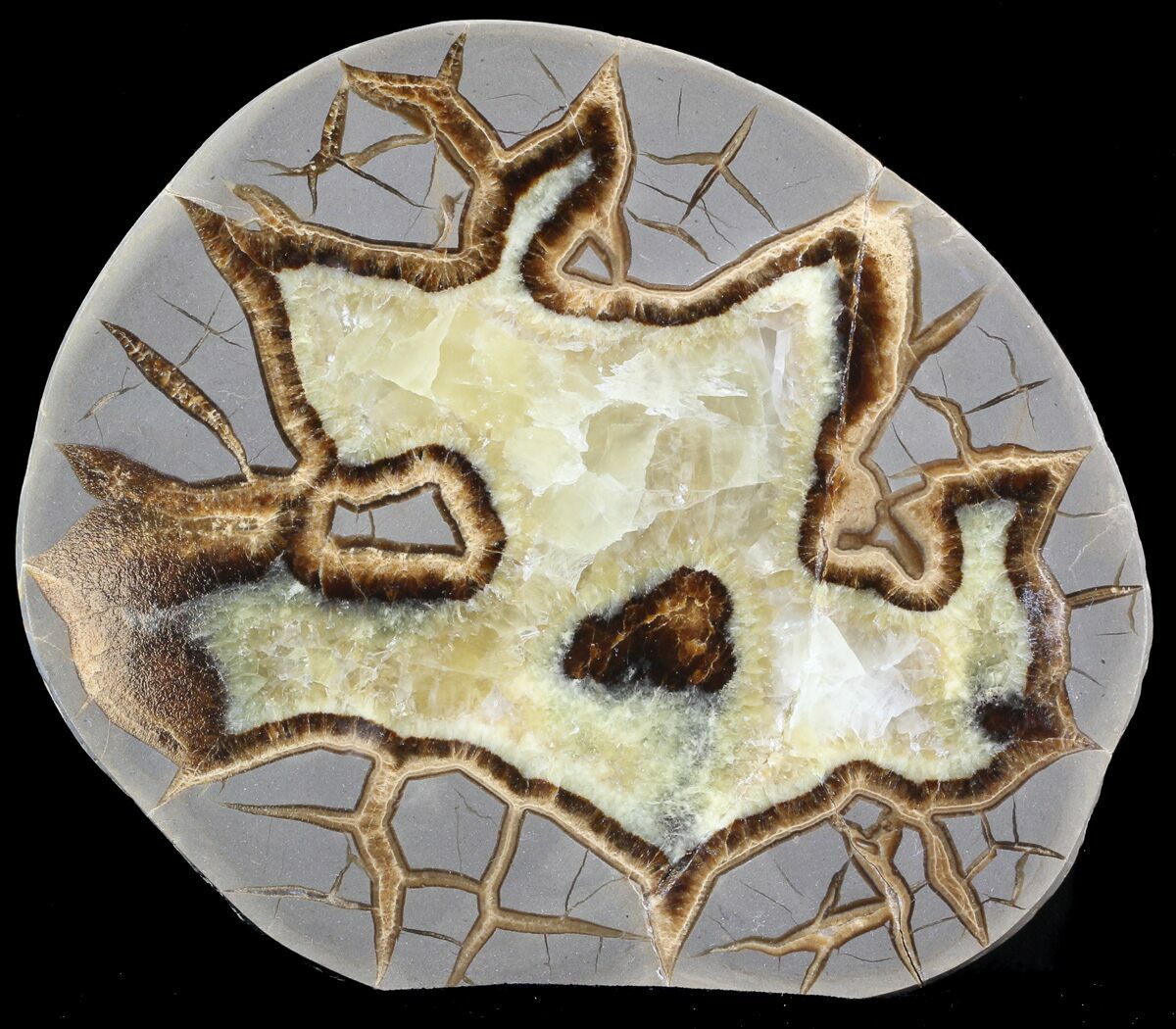 Bargain 6" Polished Septarian Slice - Utah (#39652) For Sale ...
