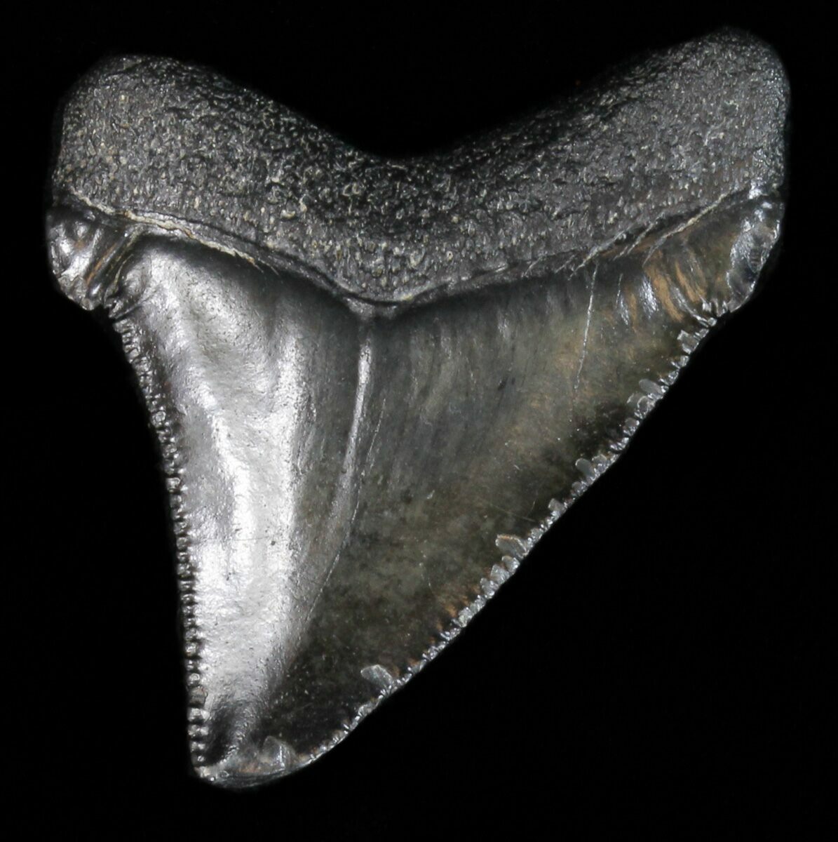 Bargain 1.74" Angustidens Tooth - Megalodon Ancestor (#40031) For Sale ...