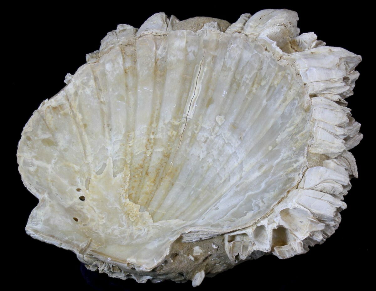 7" Fossil Pectin (Chesapecten) In Sandstone - Virginia For Sale (#40302 ...