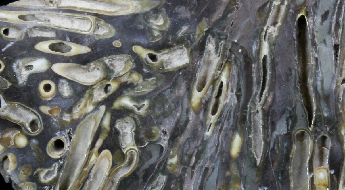 6.5" Slab Fossil Teredo (Shipworm Bored) Wood - England For Sale ...