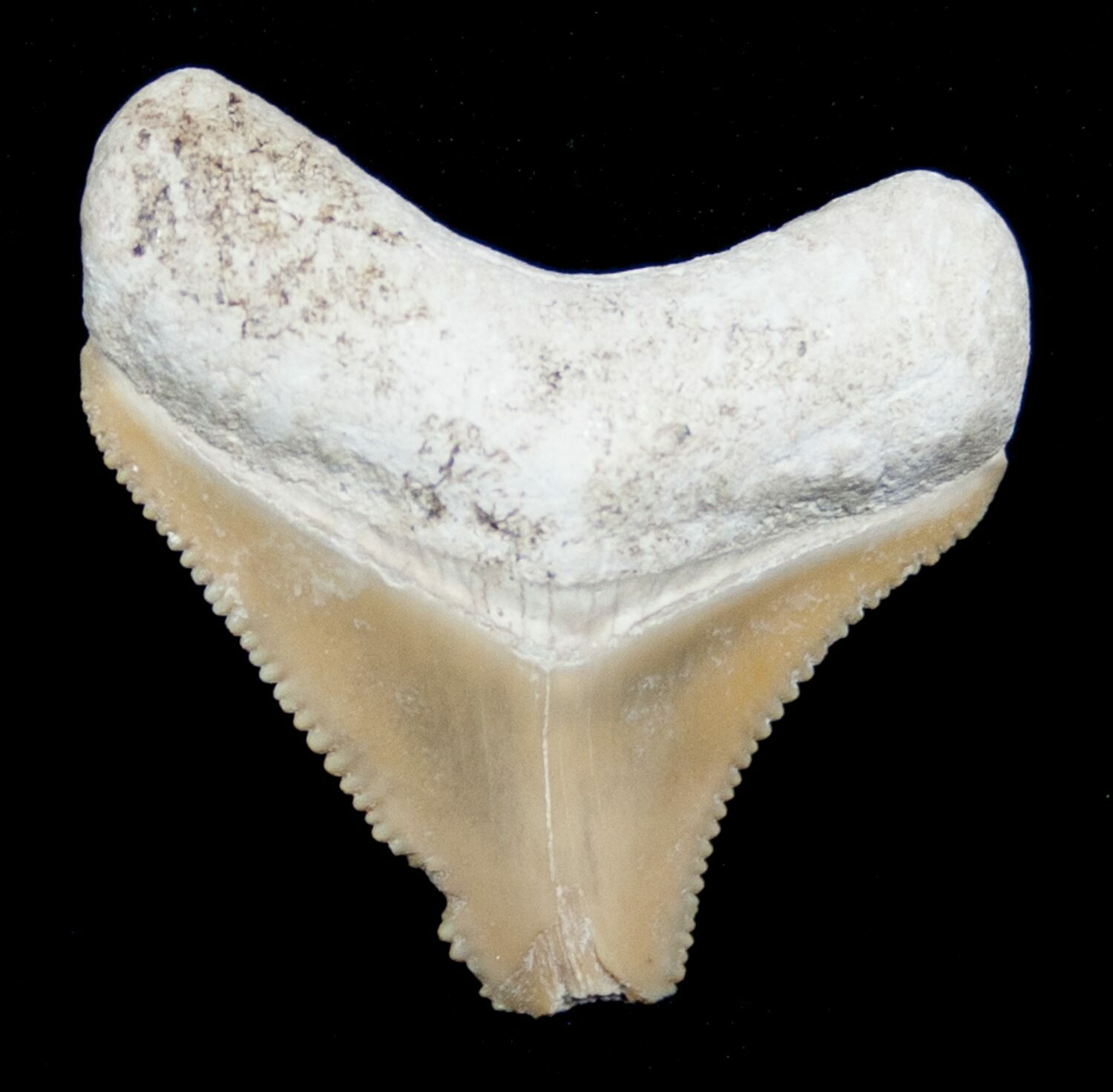 1.3" Bargain Bone Valley Megalodon Tooth (#4196) For Sale - FossilEra.com