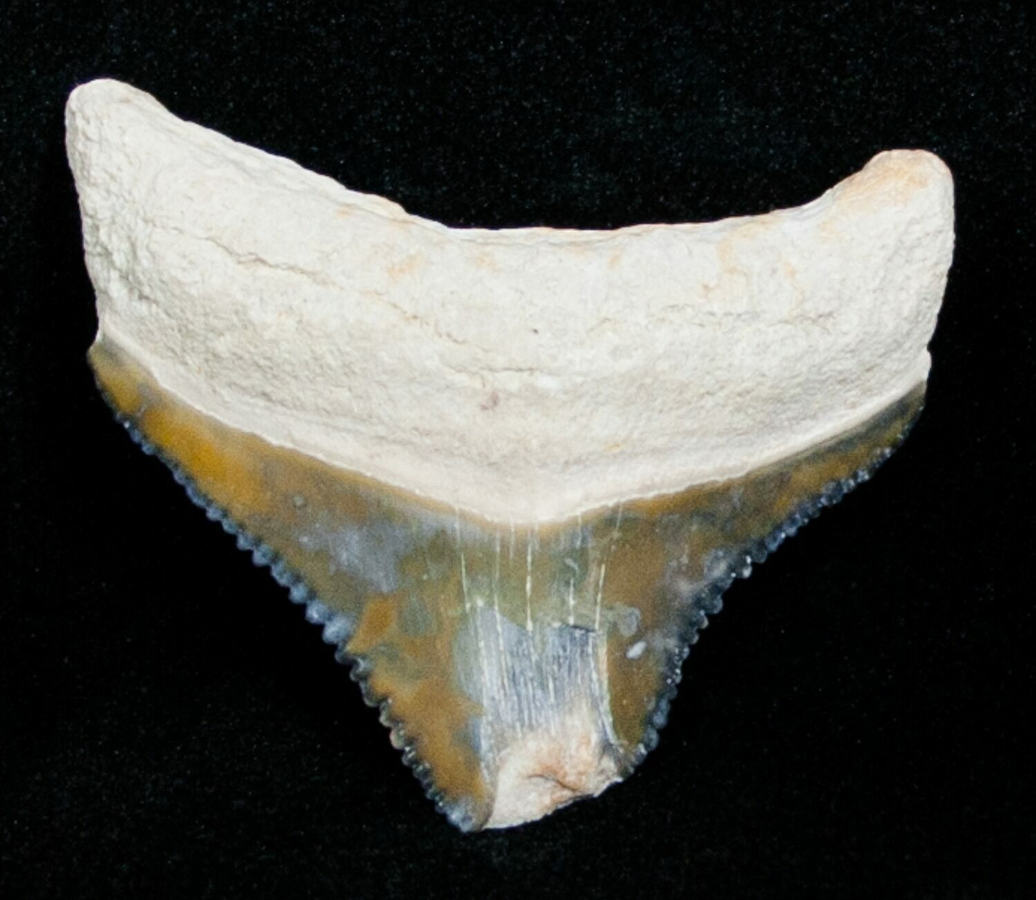 1" Bargain Bone Valley Megalodon Tooth (#4197) For Sale - FossilEra.com
