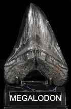 Megalodon Teeth For Sale - FossilEra.com