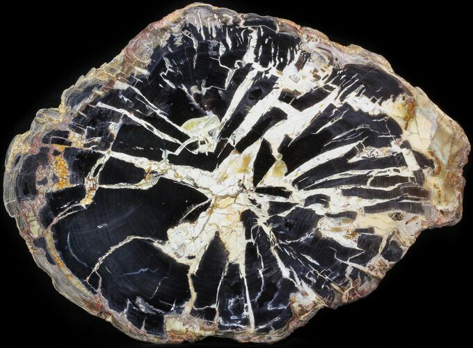 15" Petrified Wood Slab - Hampton Butte, Oregon (#41928) For Sale ...