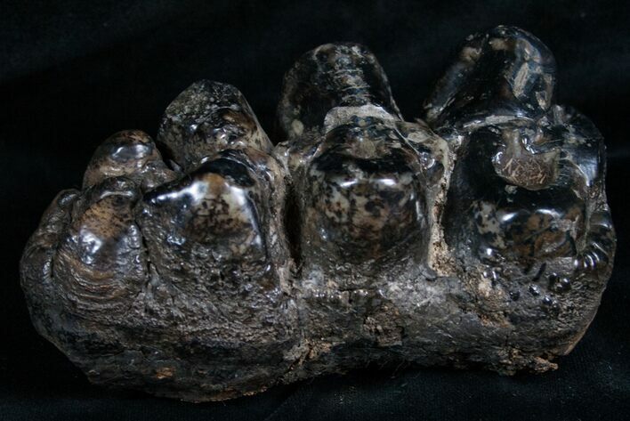 Rare Trilophodon (4 Tusked Mastodon) Molar (#4249) For Sale - FossilEra.com