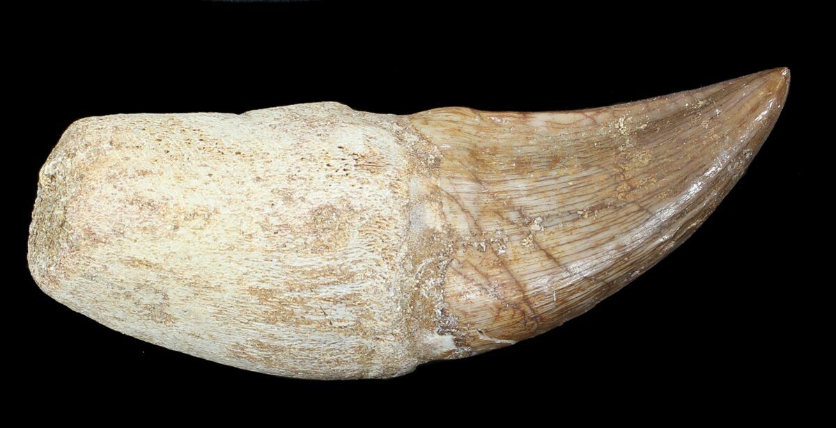 2.3" Rooted Mosasaur (Eremiasaurus) Tooth (#43157) For Sale - FossilEra.com