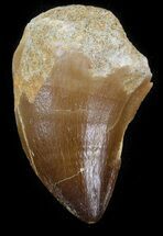 Mosasaurus & Mosasaurs - FossilEra.com