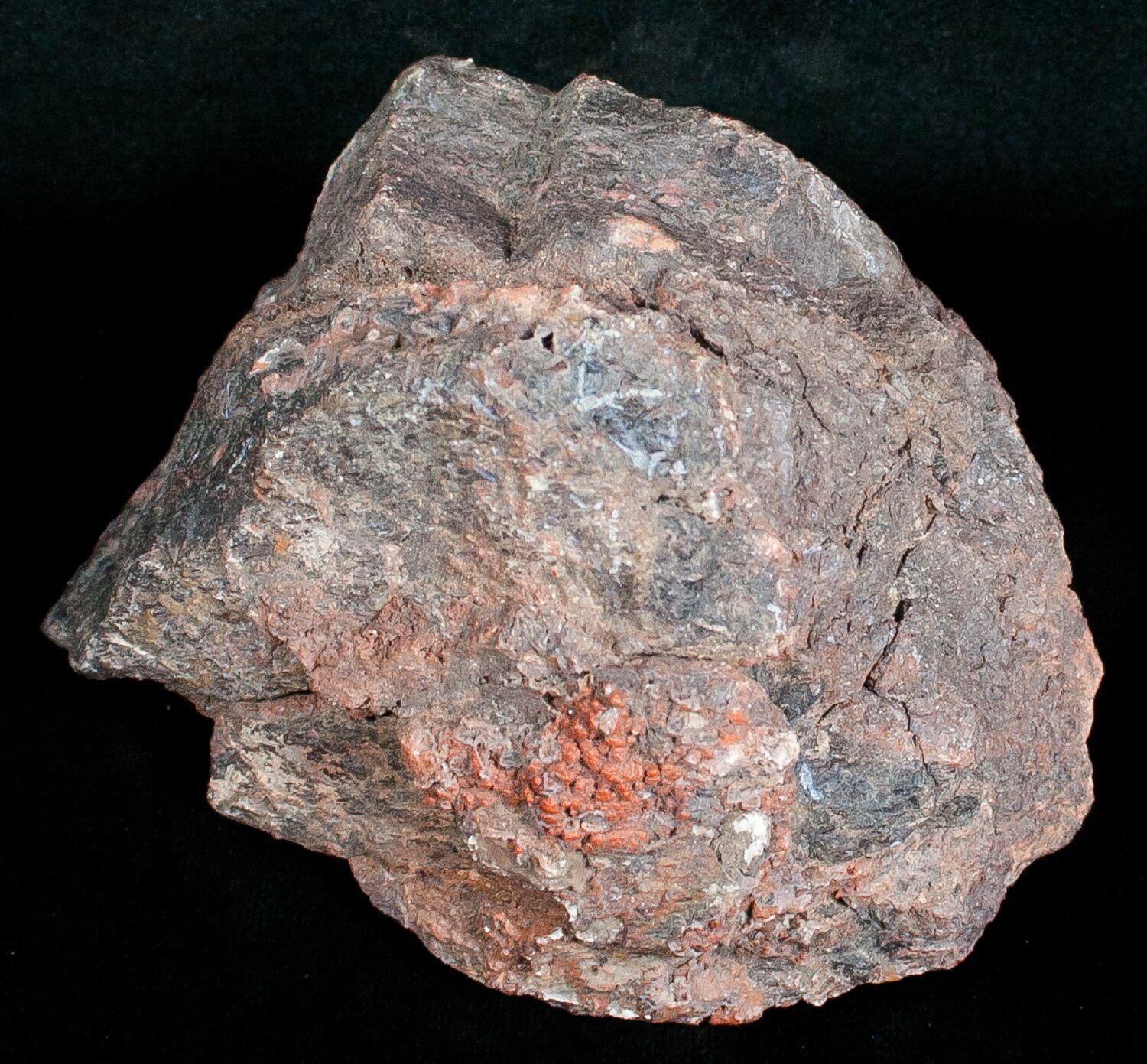 Agatized Dinosaur Bone - 19 Ounces (#4283) For Sale - FossilEra.com