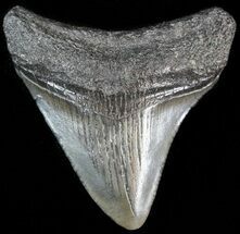 Megalodon Size: How Big Was The Megalodon Shark? - FossilEra.com