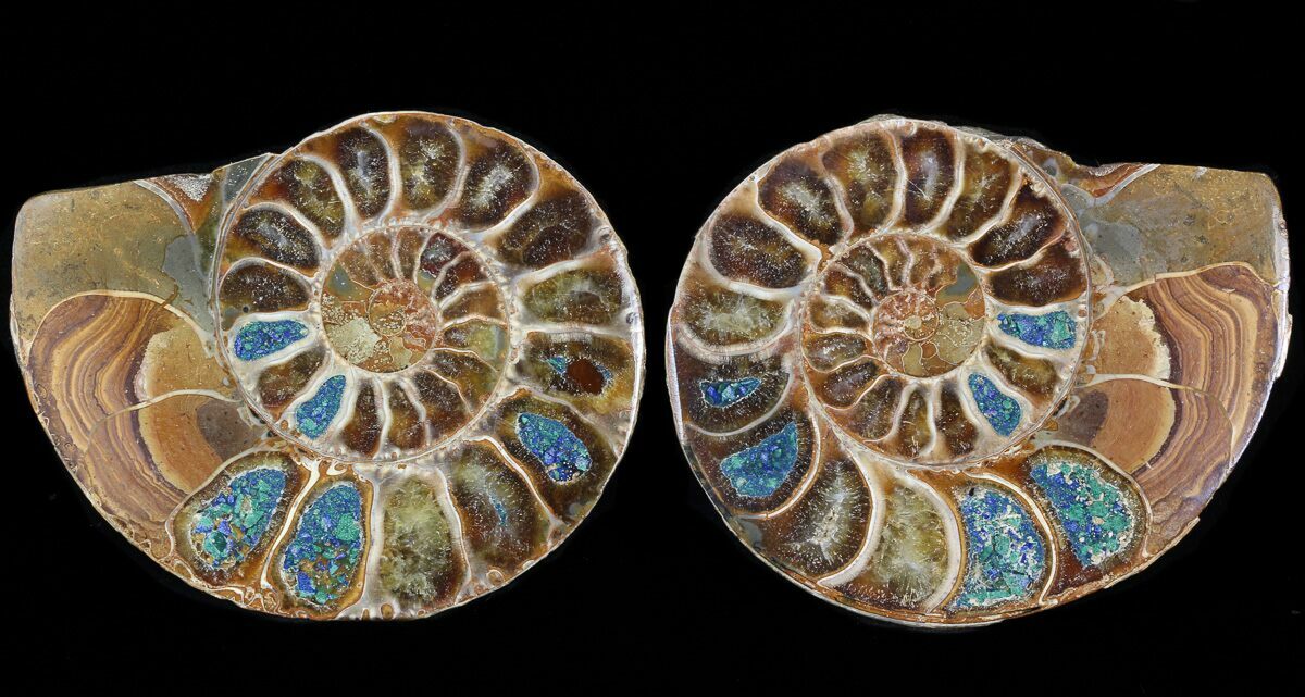 2.95" Sliced Ammonite With Inlaid Azurite & Malachite (#43807) For Sale ...