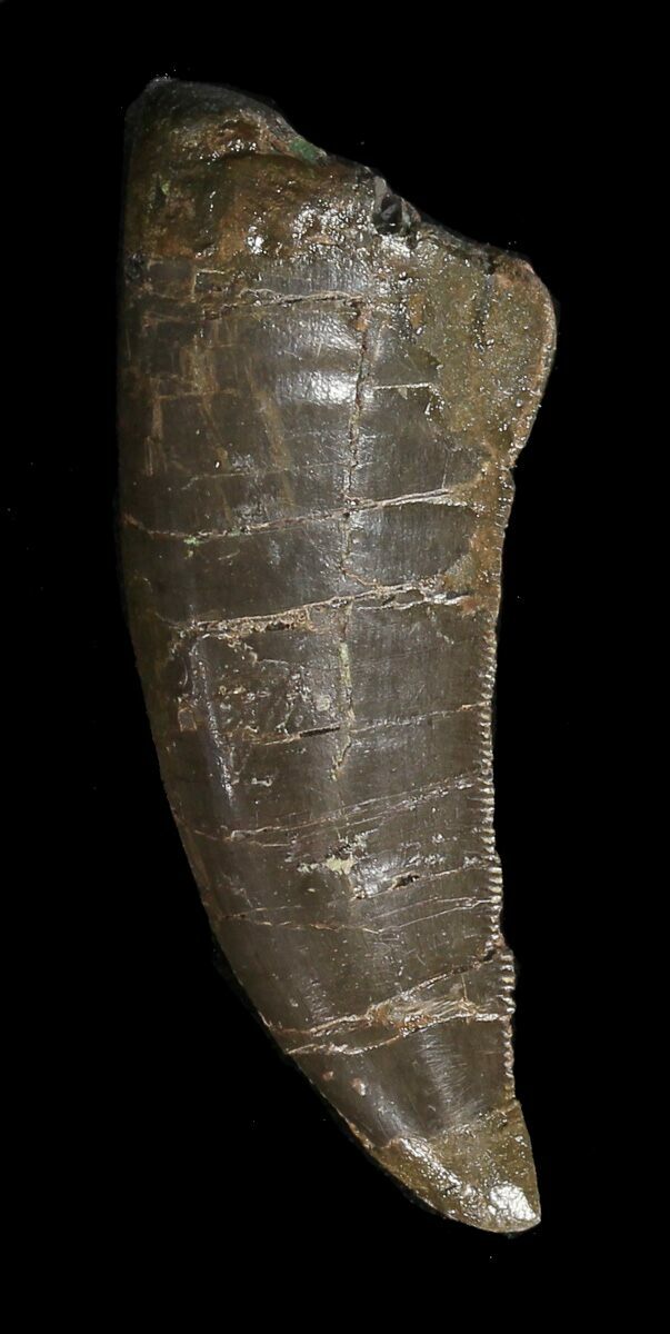 1.87" Serrated Allosaurus Tooth - Wyoming (#43659) For Sale - FossilEra.com