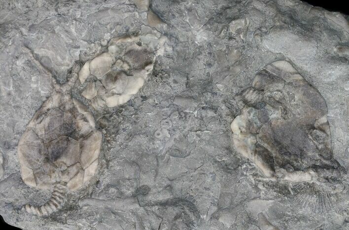 Triple Pleurocystites (Cystoid) Plate - Ontario (#43793) For Sale ...