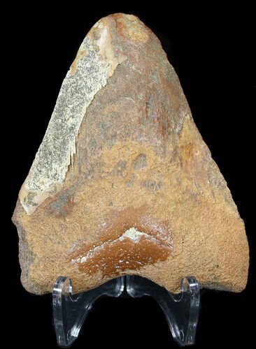 Bargain Moroccan Megalodon Tooth - 3.39" (#44144) For Sale - FossilEra.com