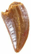 About Dinosaur Teeth - FossilEra.com