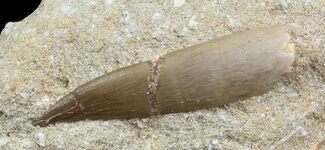 Reptile & Synapsids Fossils For Sale - FossilEra.com