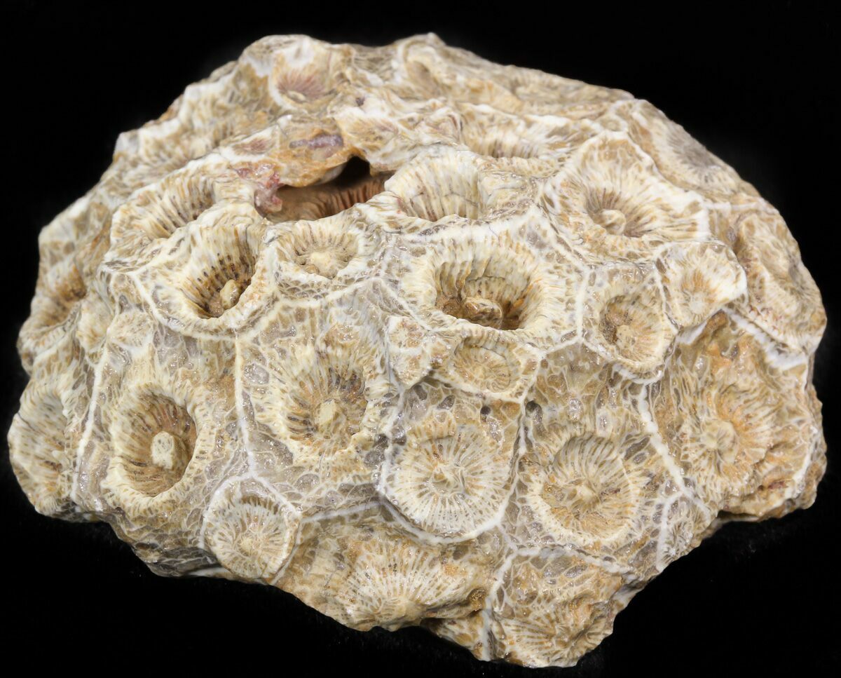 Bargain 2.5" Fossil Coral (Actinocyathus) Head - Morocco (#44878) For ...