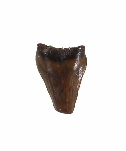 .15" Avisaurus ("Bird Lizard") Tooth - Hell Creek Formation (#44948 ...