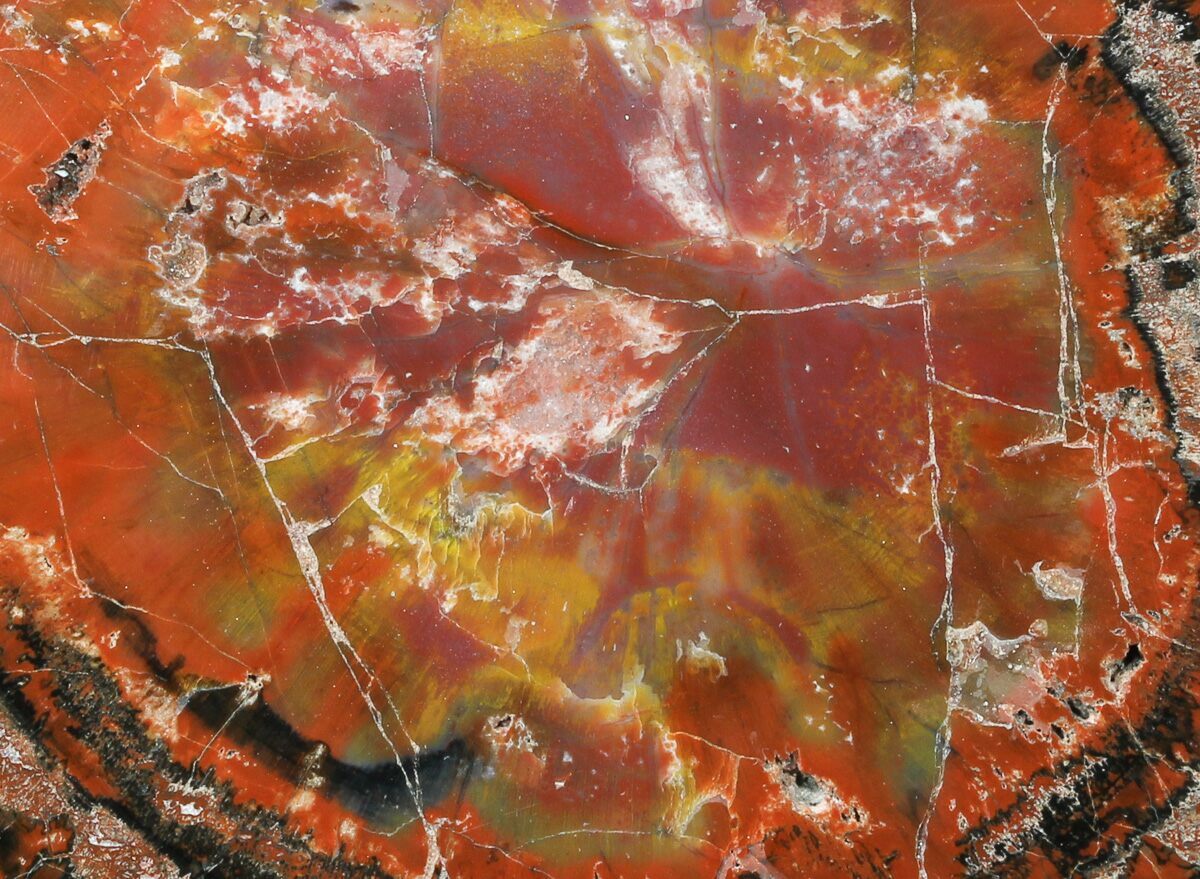 Deep Red Arizona Petrified Wood Slab - 9.1" (#45351) For Sale ...