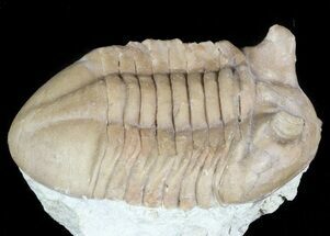 Russian Trilobites For Sale - FossilEra.com