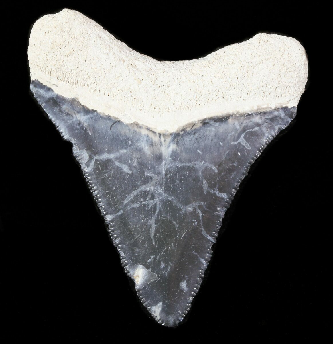 Serrated, 1.99" Bone Valley Megalodon Tooth (#46454) For Sale ...