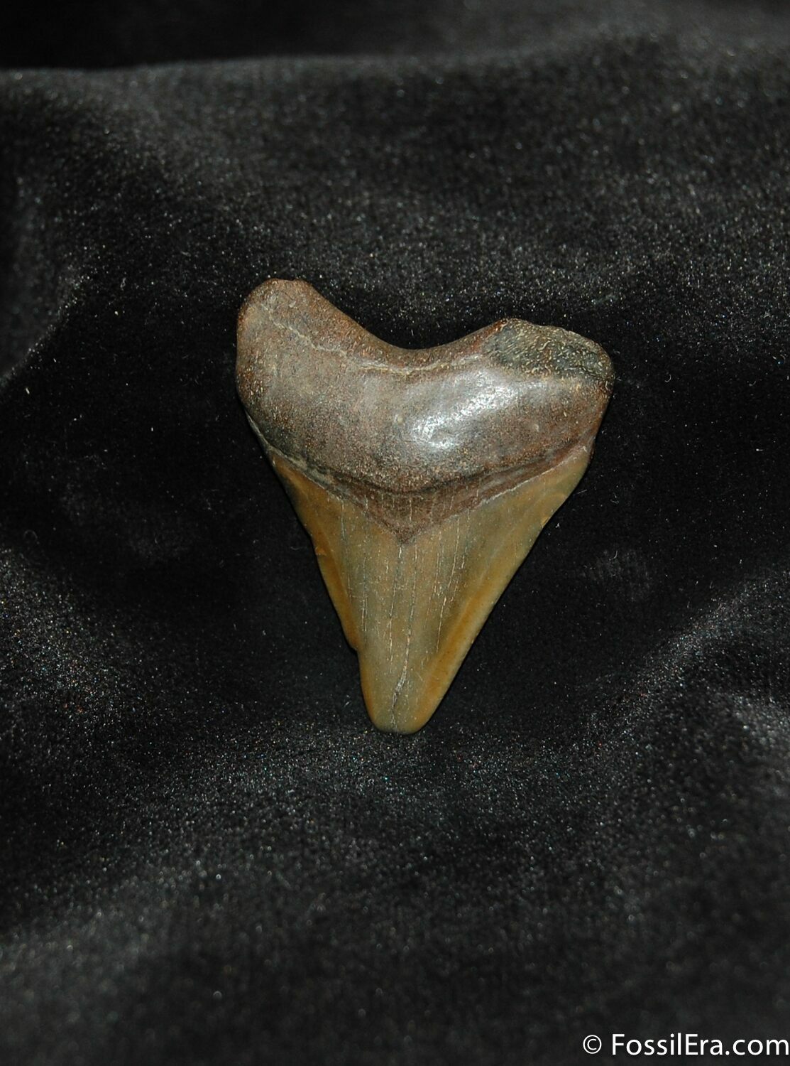 Small Megalodon Shark Tooth For Sale (#566) - FossilEra.com