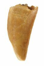 About Dinosaur Teeth - FossilEra.com