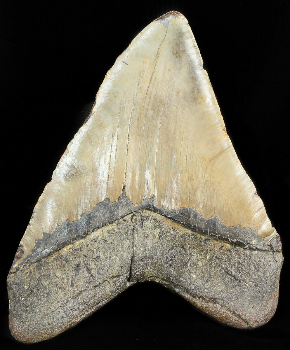 Giant, 6.09" Megalodon Tooth - North Carolina For Sale (#47421 ...