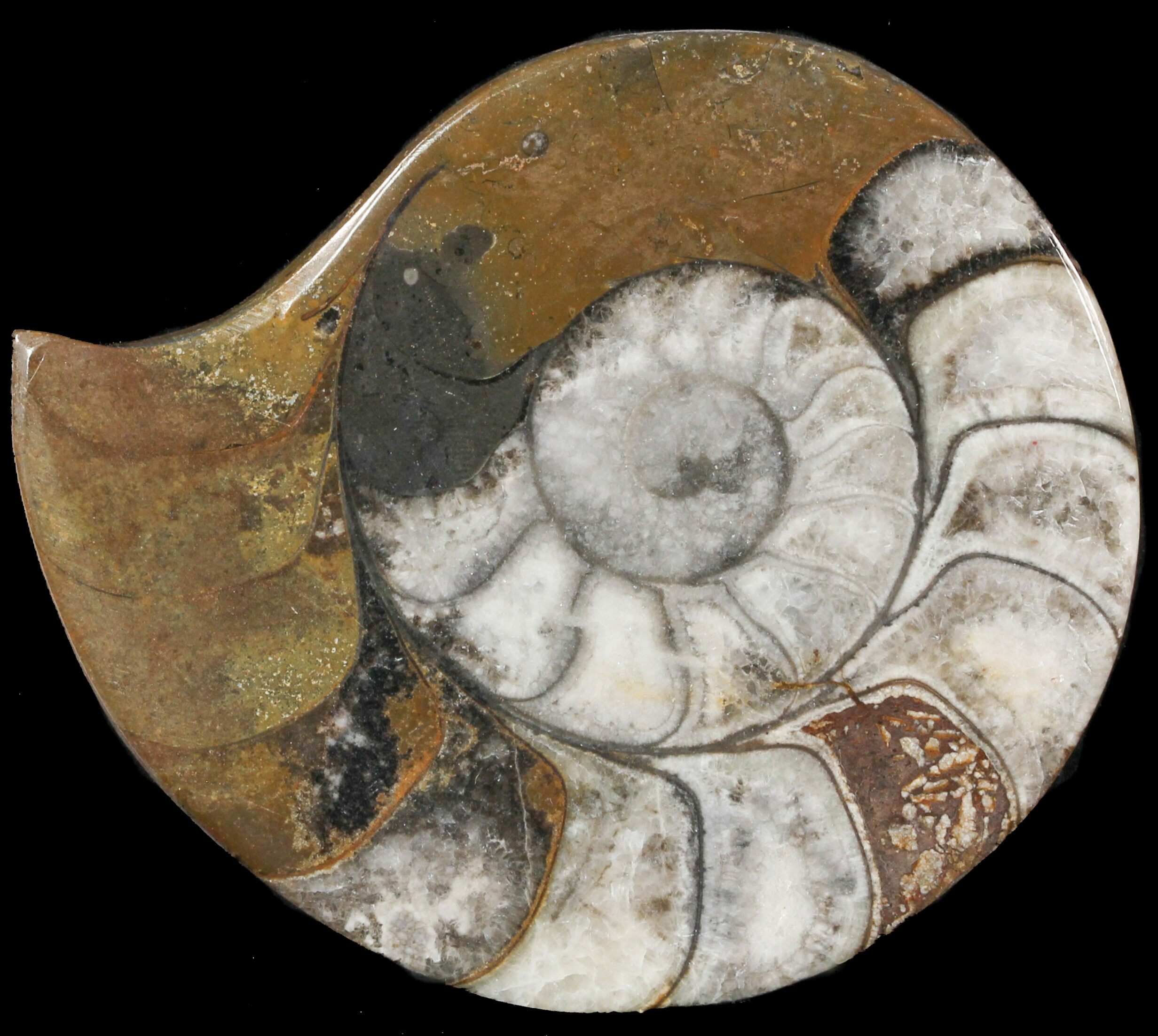 3.5" Wide Cut and Polished Goniatite From Morocco For Sale (#47910 ...