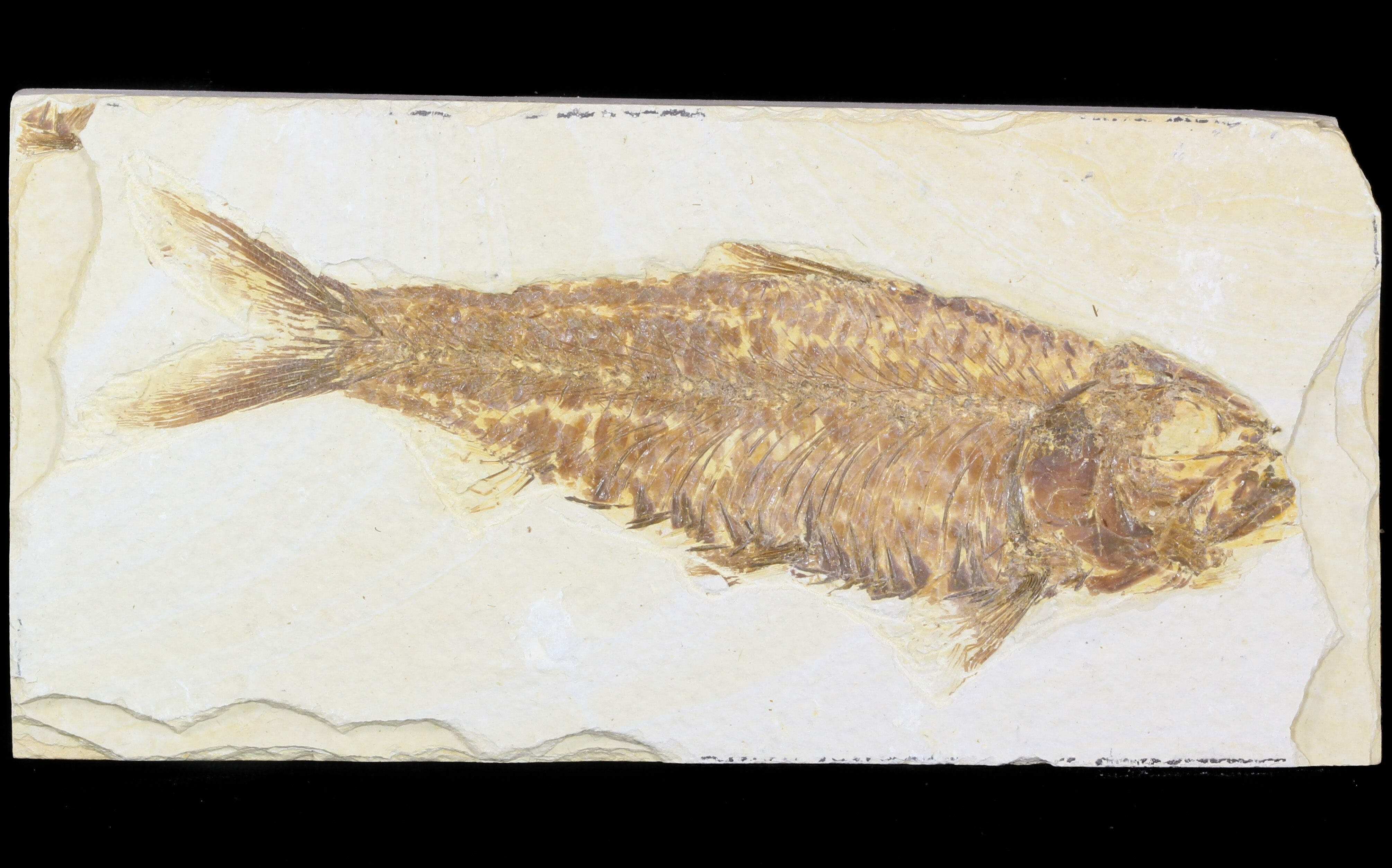 4.5" Knightia Fossil Fish - Wyoming (#47901) For Sale - FossilEra.com