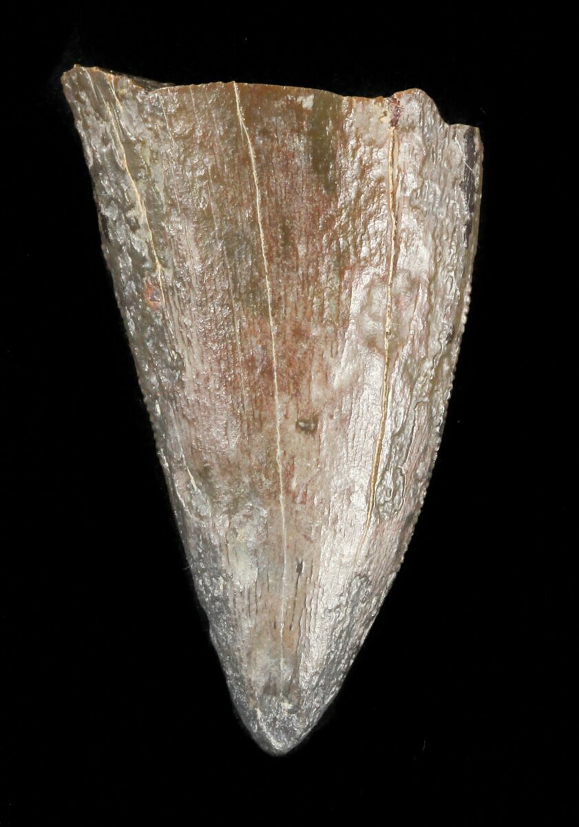 1.19" Timurlengia (Tyrannosaur) Tooth Tip - Uzbekistan (#48023) For ...