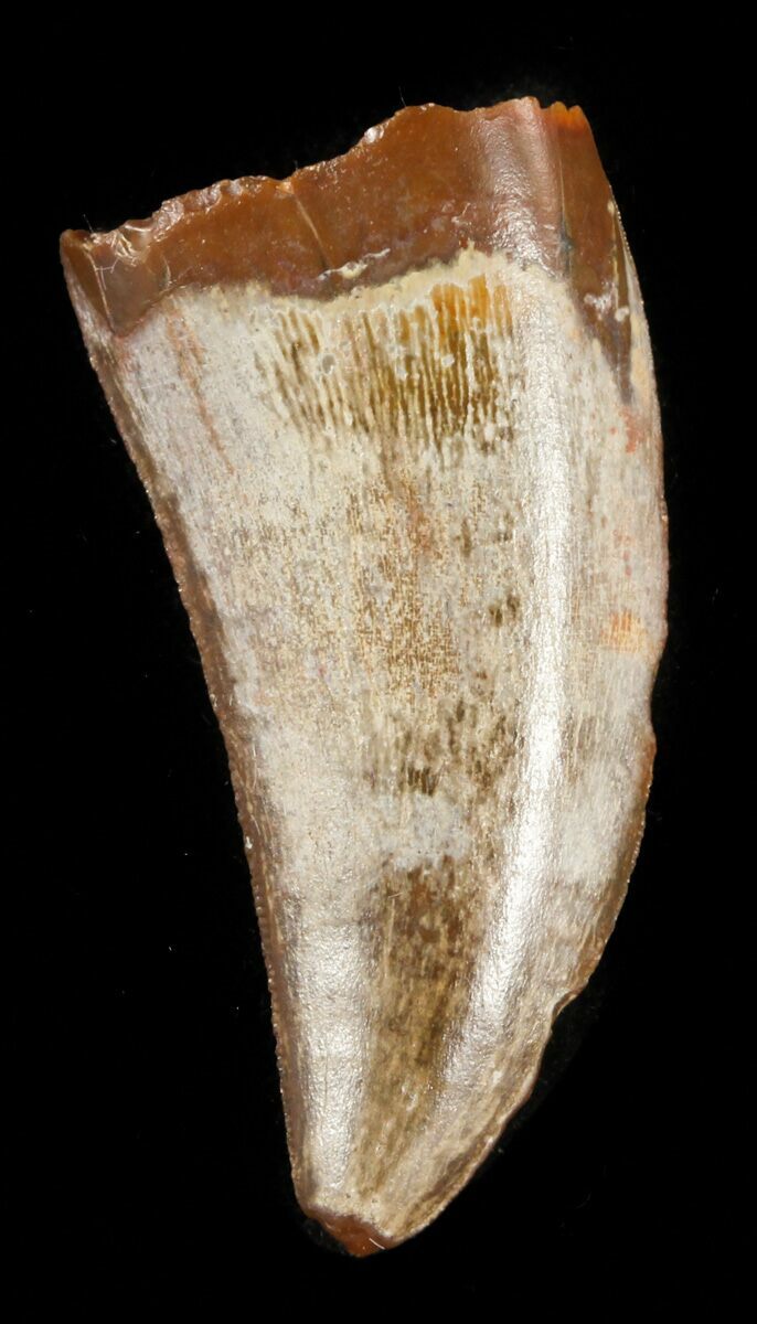 1.25" Timurlengia (Tyrannosaur) Tooth - Uzbekistan (#48024) For Sale ...