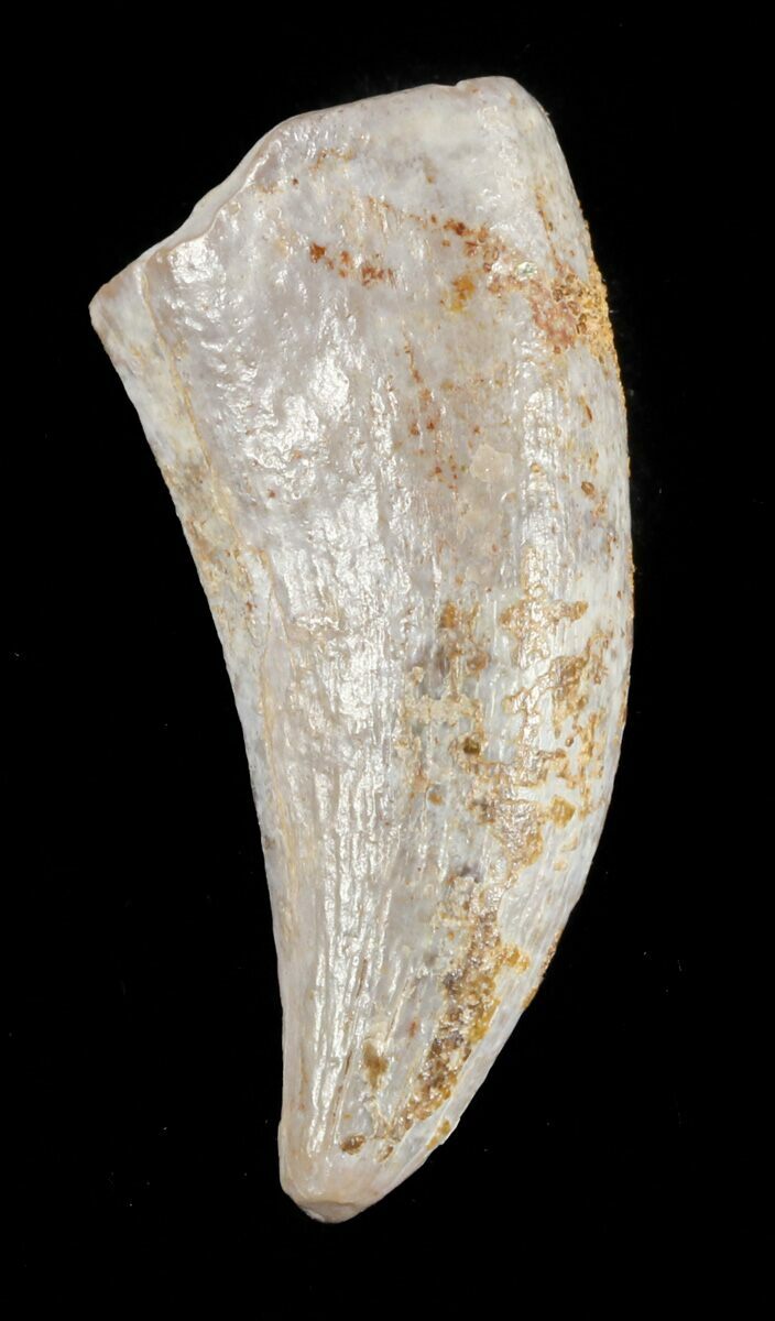 Bargain, 1.14" Timurlengia (Tyrannosaur) Tooth - Uzbekistan (#48027 ...