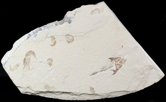 Fossil Crusher Fish (Coccodus) With 6 Shrimp & Worm - Cretaceous ...
