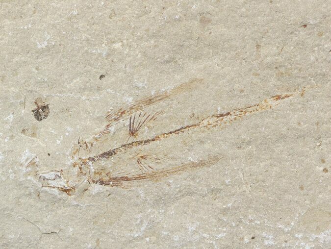1.7" Fossil Flying Fish (Exocoetoides) - Lebanon (#48522) For Sale ...