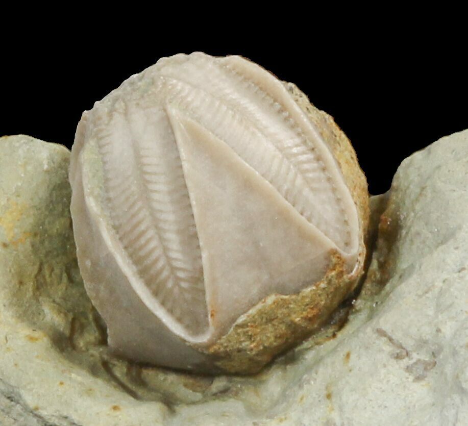 Blastoid (Pentremites) Fossil - Illinois (#48665) For Sale - FossilEra.com