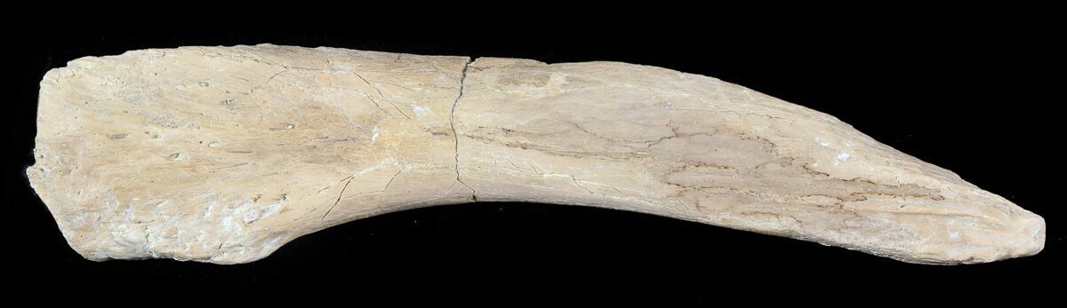 4.2" Mosasaur (Platecarpus) Rib Section With Tooth Marks! (#49339) For ...